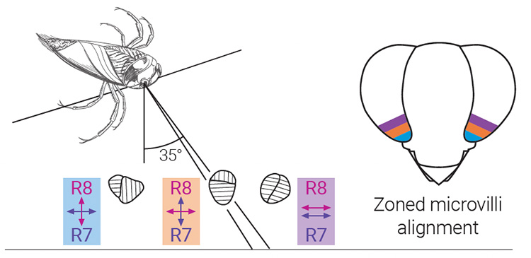 Optics & Photonics News - What Computer Vision Can Learn from Insect Vision