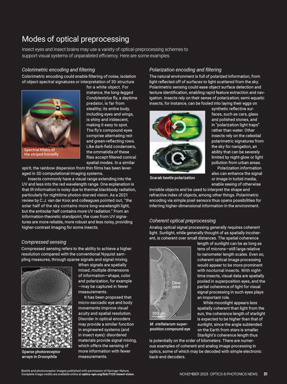 Optics & Photonics News - What Computer Vision Can Learn from Insect Vision