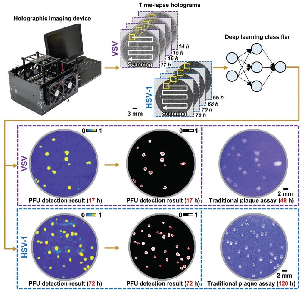 Optics & Photonics News - Rapid, Stain-Free Quantification of Viral Plaques