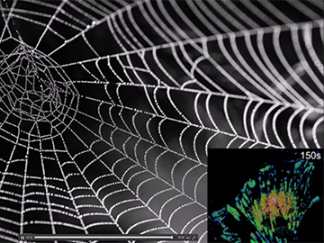 Optics & Photonics News - Light Uncovers Impressive Spider-Silk Nanospring