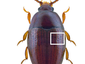 Optics & Photonics News - Beetle-Inspired Structural Colors