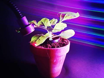 Optics & Photonics News - Optogenetics for Plants