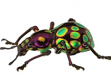 Optics & Photonics News - A Tunable Biophotonic Rainbow