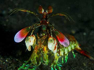 Optics & Photonics News - Mantis Shrimp’s Vision Inspires New Camera