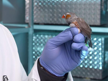 Optics & Photonics News - Teaching Birds a Song—with Light