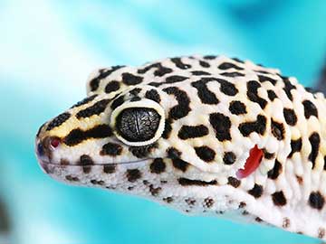 Optics & Photonics News - Angle-Sensing, Bio-Inspired Photodetectors