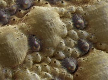 Optics & Photonics News - Mollusk Shell Mineral Performs Optical and ...