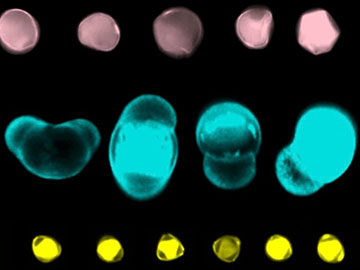 Optics & Photonics News - Laser-Powered Pollen Classification
